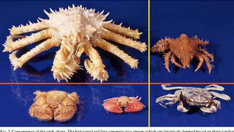 Evolution Tried To Make Crabs At Anton Thomas Blog