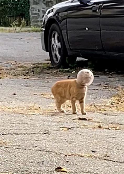 Boston Kitty Named Buzz Lightyear For Unfortunate Reason