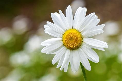 1000 Free Chamomile And Nature Images Pixabay