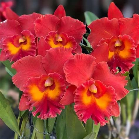 Three Medium Size Cattleya Combo Plantzone
