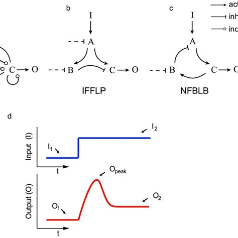 Circuit Topologies And Adaptive Response A Design Space B