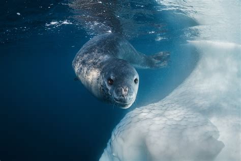 Leopard Seal