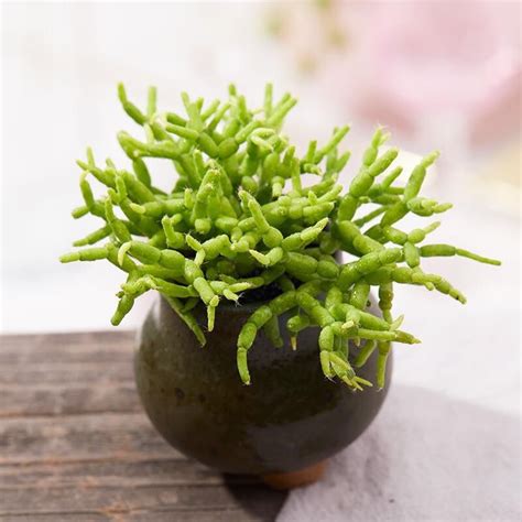 Hatiora Salicornioides Britton Et Rose Real Live Succulent Cactus Pl Succulent Zone
