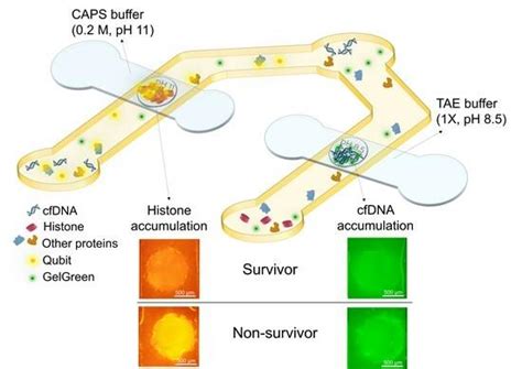 Shadi Shahriari On Linkedin A Fully Integrated Microfluidic Device