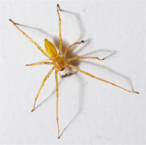 Northern Yellow Sac Spider Behance
