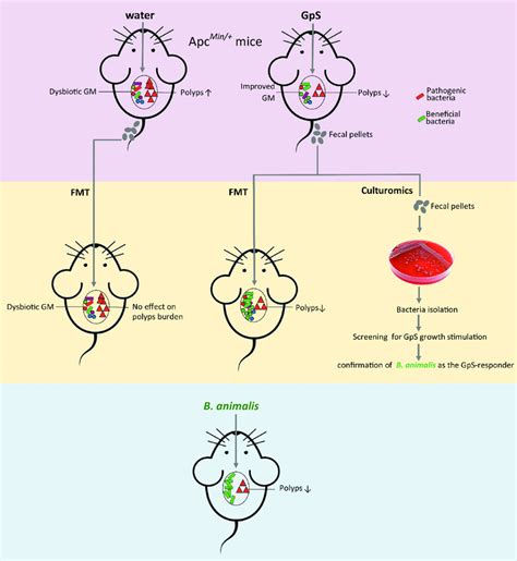 The Graph Summary Of The Mutualistic Interaction Between A Probiotic