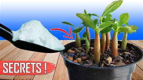 3 Gardening Secrets To Growing Adenium From Seeds How To Grow