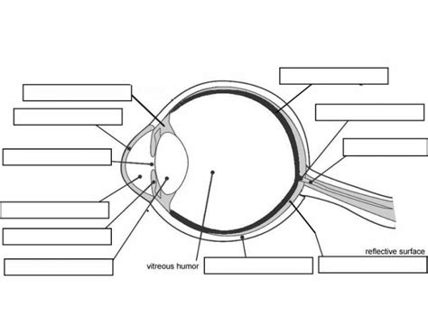 Label The Eye Quiz Worksheets Library