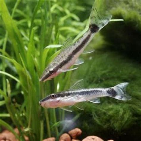 What Eats Green Algae In Aquarium Diy Seattle