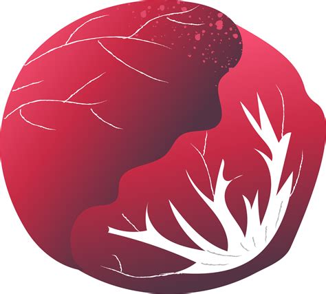 Whole Red Cabbage Organic Vegetables 43729223 Png