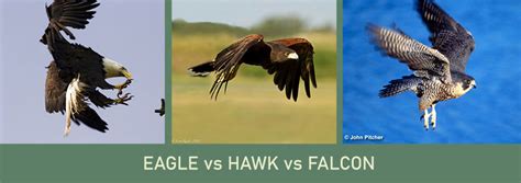 Falcon Vs Eagle Vs Hawk