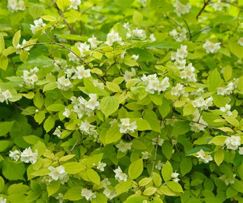 Mock Orange Varieties 12 Stunning Types Of…