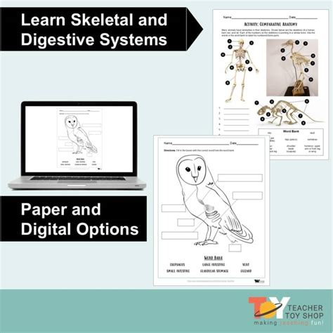 Owl Pellet Dissection Lab And Owl Unit Bone Chart Dichotomous Key