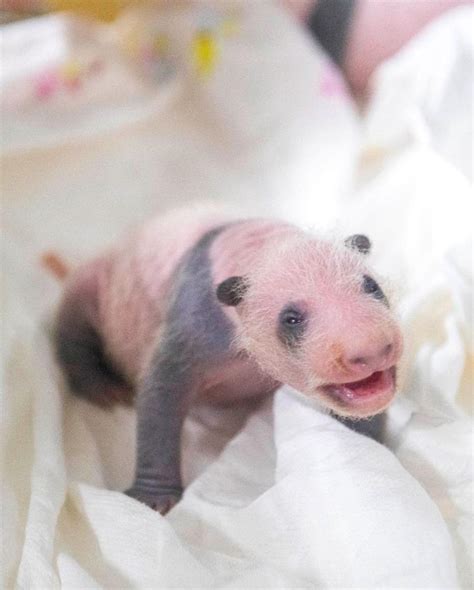 영원한 아기 판다 ‘푸바오의 성장기 Feat짤털이