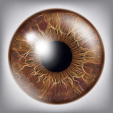 Human Eye Iris Vector 3d Realistic Eyeball Illustration 17363257