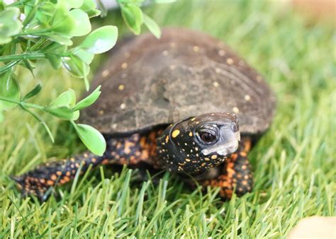 Turtle Y Awesome Ambassadors Zne Conservation Blog