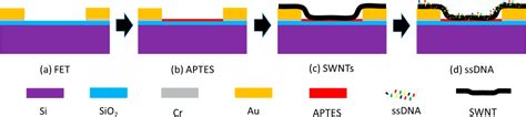Figure 1 From Bioelectronic Nose Based On Single Stranded Dna And