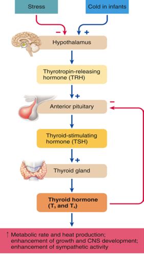 25 Thyroid Phyisology Flashcards Quizlet