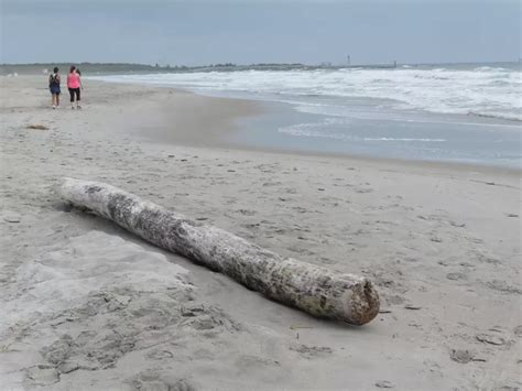 Peacock Beach Cape Canaveral Gallery