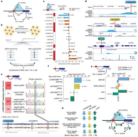 Functional Characterization Of Ldl C Gwas Variants A Schematic Of Download Scientific Diagram