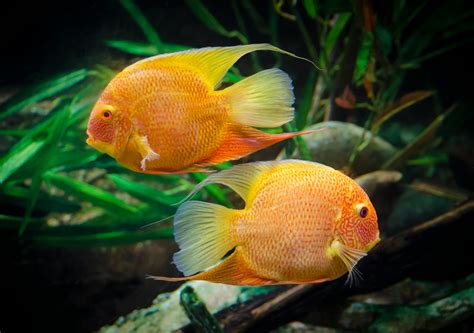 有关aquarium Carp Cute Elegant Flowing 一群 五颜六色的鱼 佩希德－德埃斯塔马马西 充滿活力 可爱 和平的 嗜好 天性 室内装饰