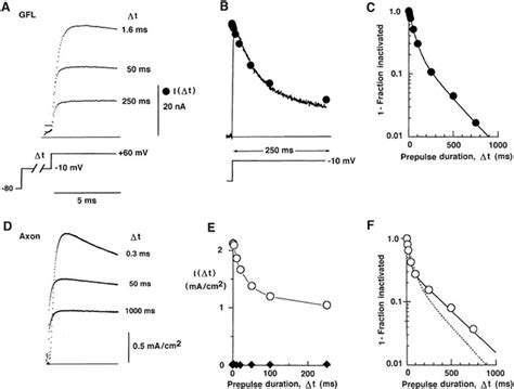 Fast And Slow Inactivation Of Delayed Rectifier Gk A Examples Of Ik Download Scientific