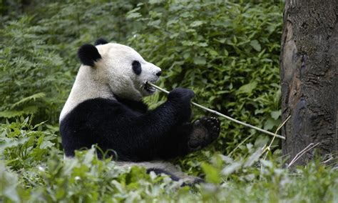 Habitat Natural Do Panda Gigante Giant Panda National Park Visitor