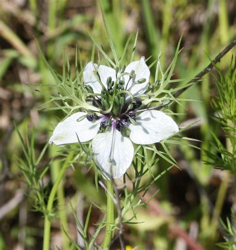Flora Da Serra Da Arrábida Nigella Damascena