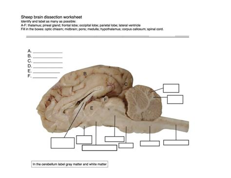 The Ultimate Guide To Understanding The Diagram Of A Sheep Brain