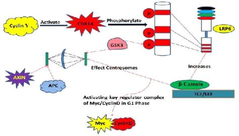 β −catenin Is Shown To Enter Into The Nucleus And Gets Bound With