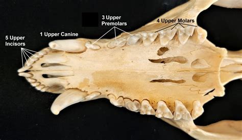 Opossum Teeth Labeled