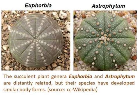 What Is Convergent Evolution Easybiologyclass