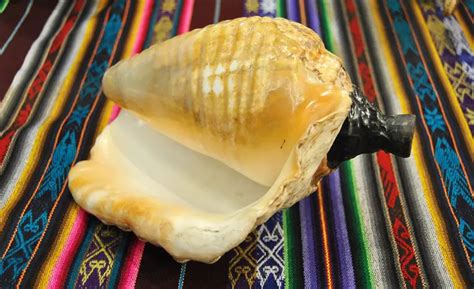 Pututo History Uses And Tradition In Ancient Peru