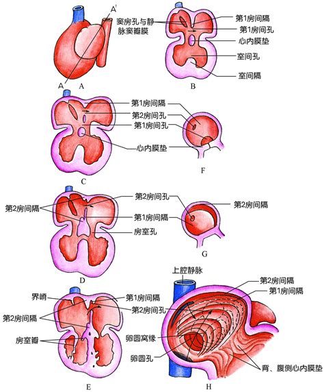 心房的分隔与发育 胸心外科解剖