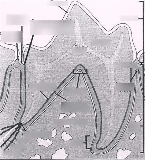 Dentistry Diagram Quizlet
