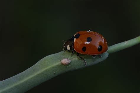 Ladybug Seven Point Red Free Photo On Pixabay