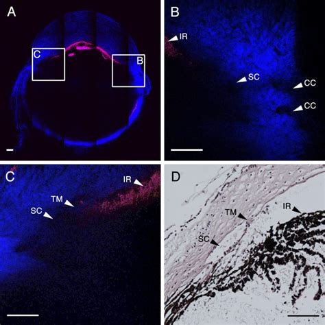 Mouse Eye Anatomy Imaged By Simultaneous 2paf And Shg 2pm Imaging Was