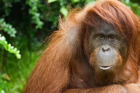 5 Fascinating Facts About Sumatra S Flora And Fauna Artofit