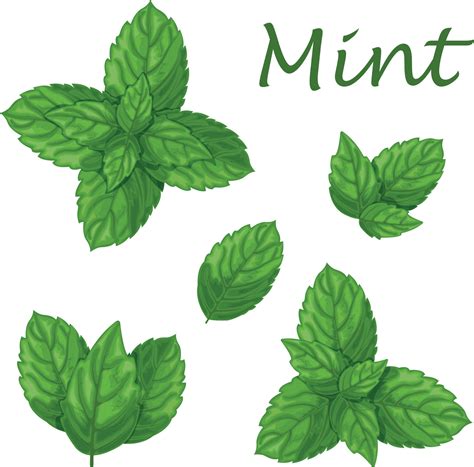 Mint Green Mint Leaves A Fragrant Medicinal Plant For Seasoning Vector Illustration Isolated