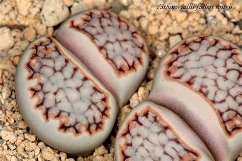 140 Lithops Ideas Lithops Planting Succulents Cacti And Succulents