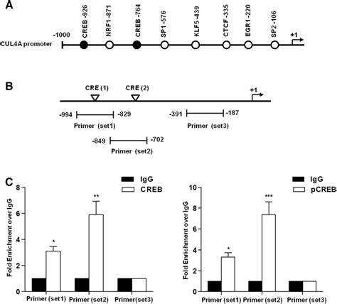 The Schematic Representation Of The Human Cul4a Gene Promoter A