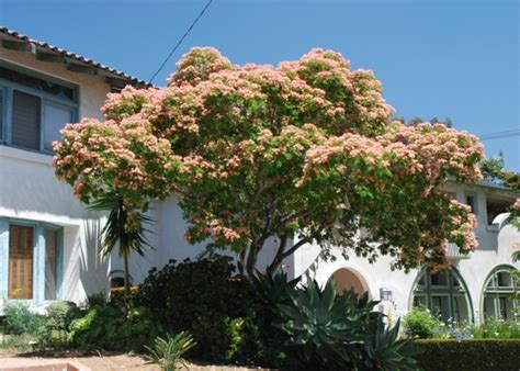 Southern California Trees