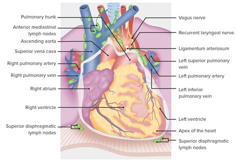 Pericardial Vein