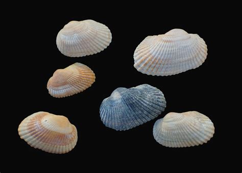 The Ultimate Seashell Identification Guide Artofit