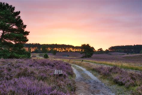 Lüneburger Heide Heideblüte Startet Zwei Wochen Früher Ndrde