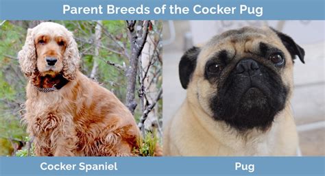 Cocker Pug Cocker Spaniel And Pug Mix Info Pictures Facts Hepper