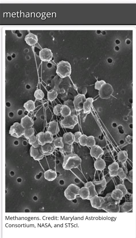 The Methanogenic Bacteria Are A Large And Diverse Group That Is United
