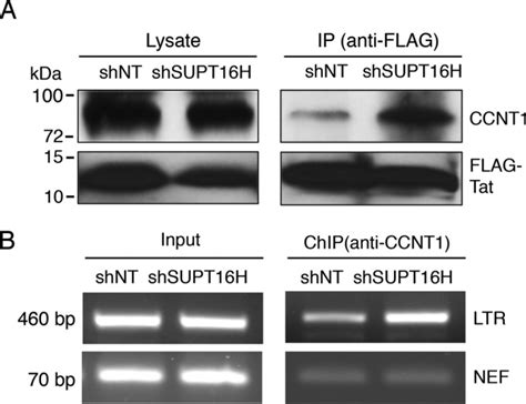 Fact Proteins Supt16h And Ssrp1 Are Transcriptional Suppressors Of Hiv 1 And Htlv 1 That