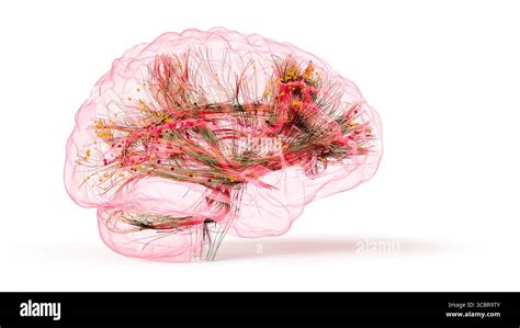 Conceptual Illustration Of Connections Within The Brain Based On