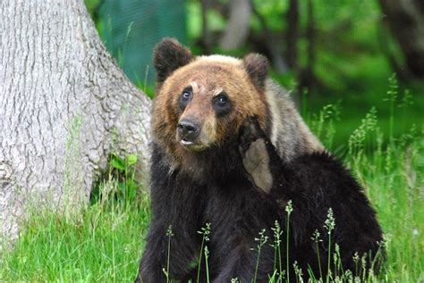 熊に会ったら『あさはゆき』？知床財団・石名坂さんに聞く知床の熊事情│北海道ファンマガジン